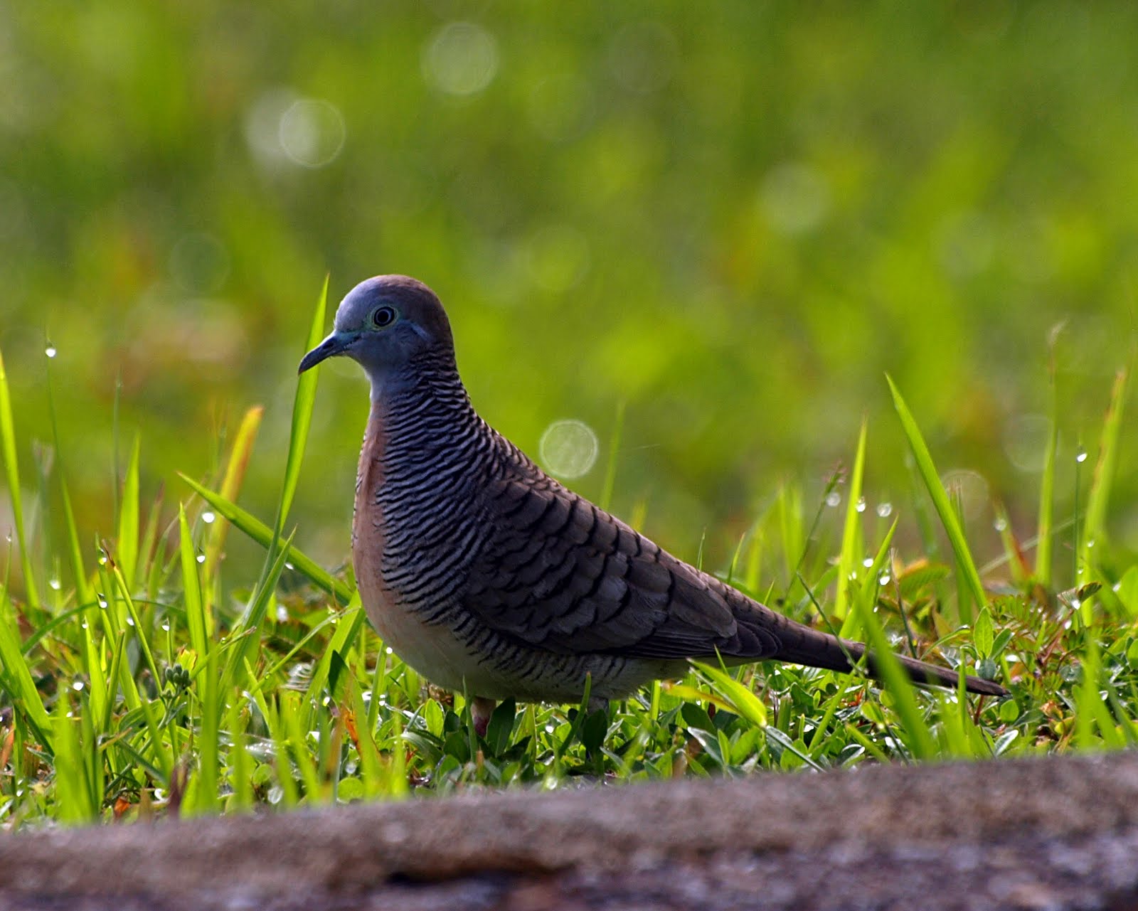 PENABAHARI : ODISI BERSAMA OLYMPUS: Tentang Burung (18): Merbuk