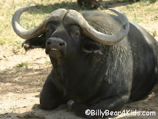 everything and et cetera: Hello. Buffalo. Gruffalo. Gruffalo?!