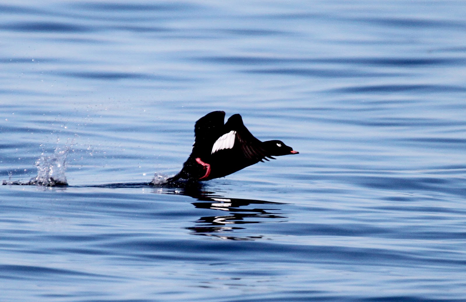Long-tails: White-winged Scoter