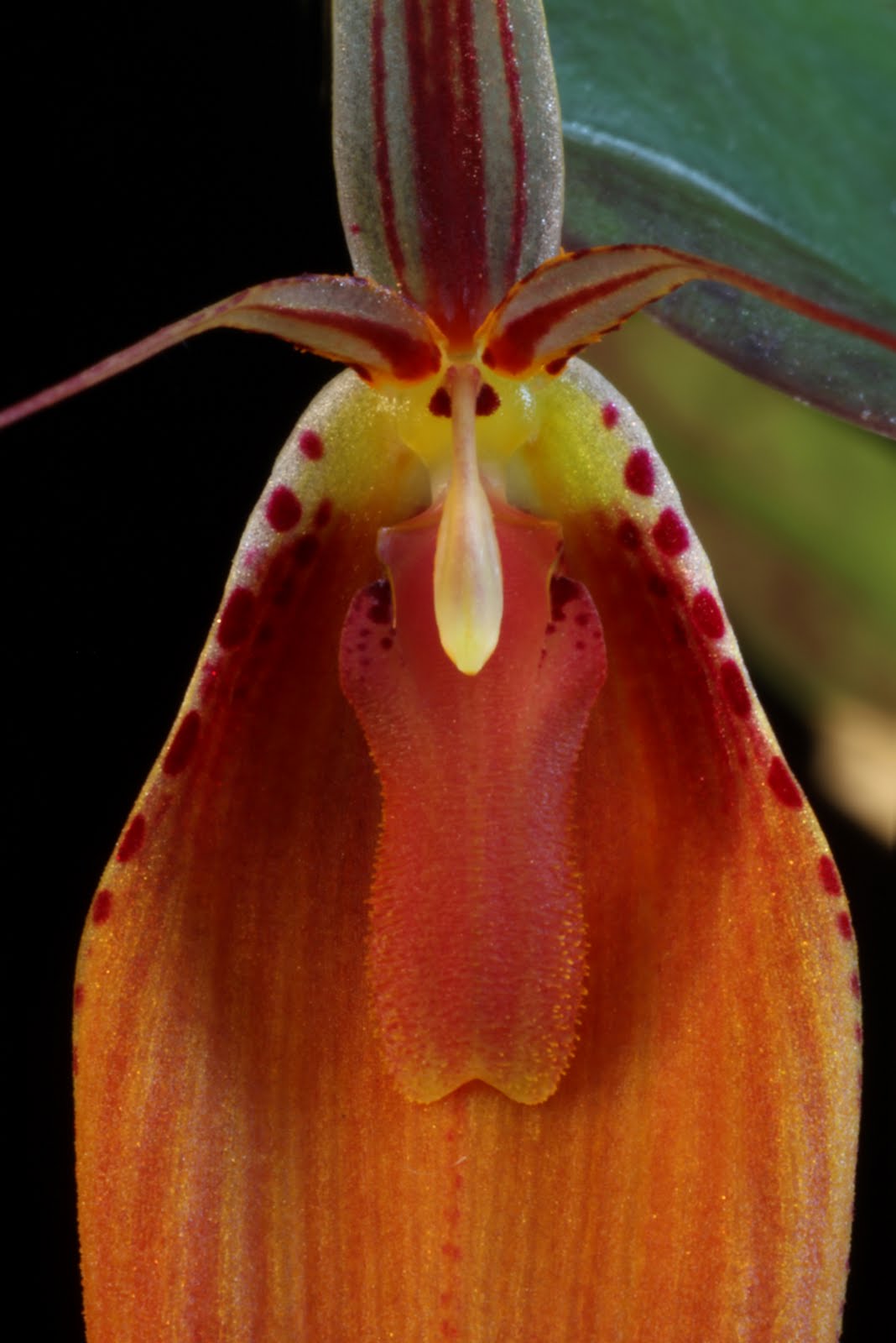 Orchids in Bloom: October 2010