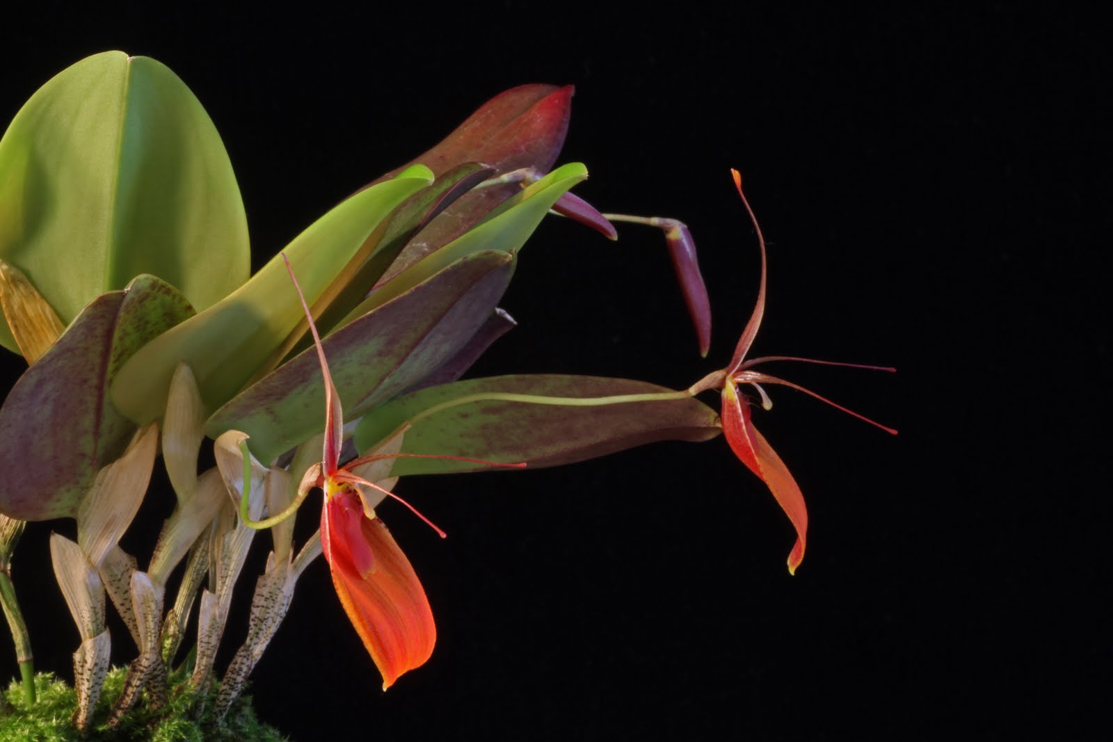 Orchids in Bloom: October 2010