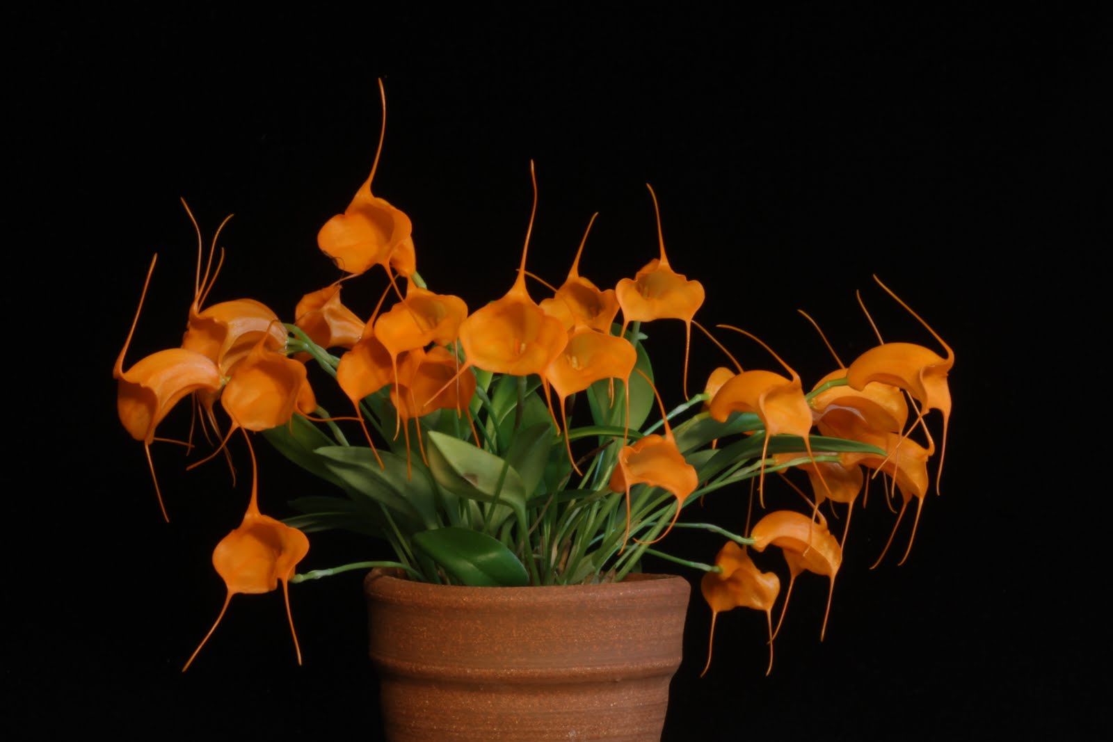 HOA PHONG LAN VIỆT-VIETNAM ORCHIDS: Masdevallia