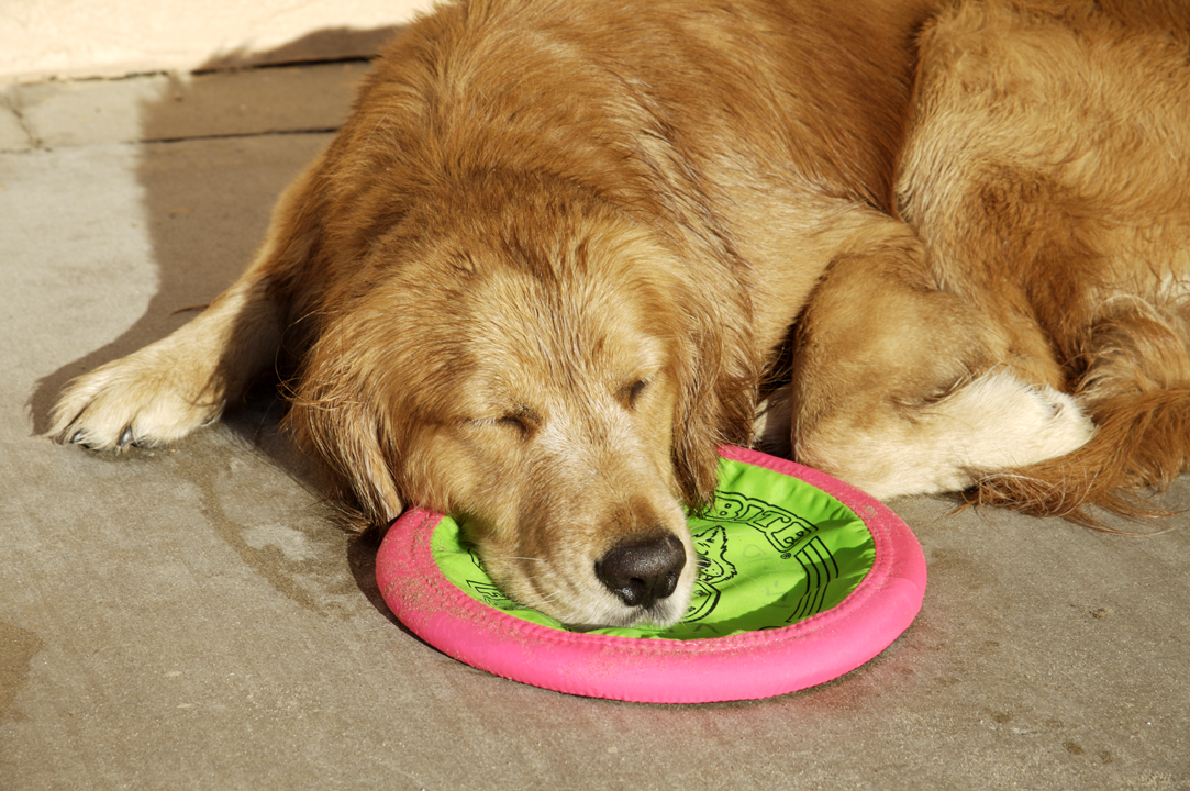 Project Taiwan: Bring Them Home: Update from Rita's Simba, now Tai