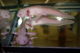 Greeneration: "Axolotl" Strange Fish with Legs From Mexico