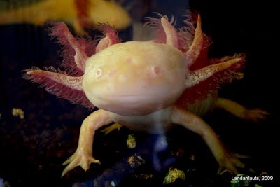 Greeneration: "Axolotl" Strange Fish with Legs From Mexico