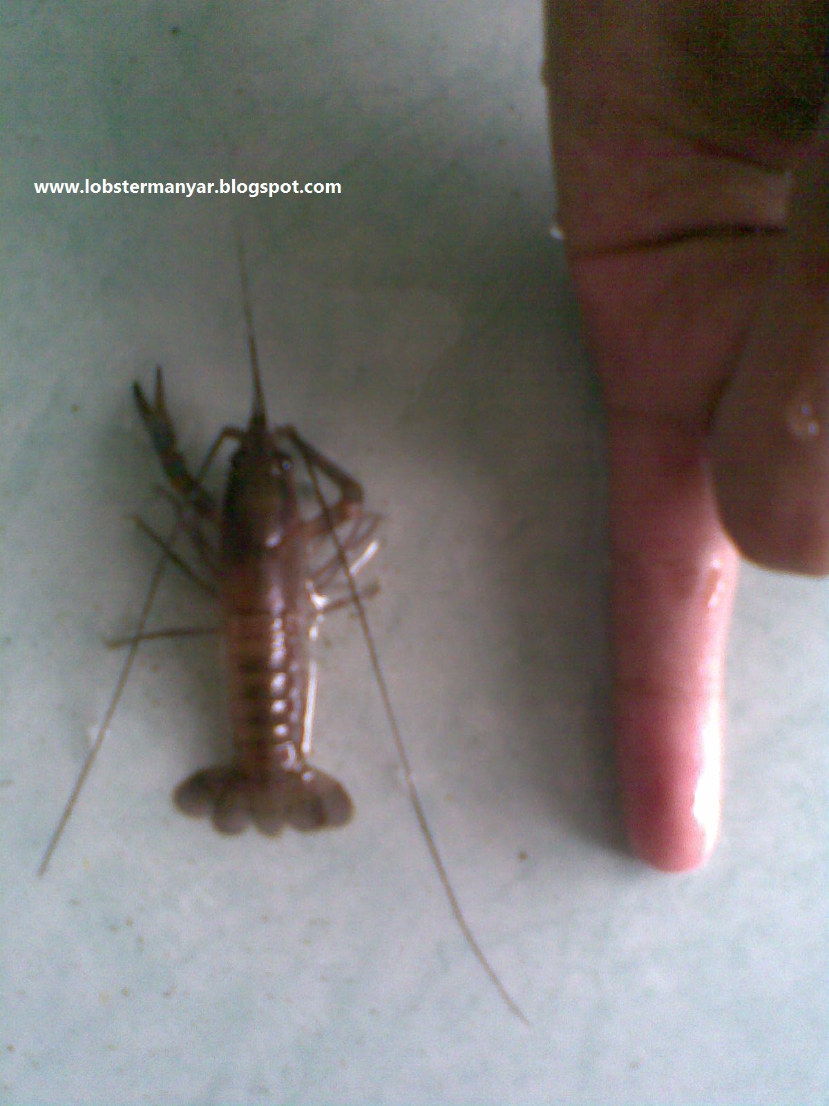 Udang Lobster Manyar: Mini Bibit Benih Lobster