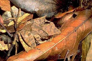 Kamuflase Pada Hewan (Mimikri) | My Sweet Home