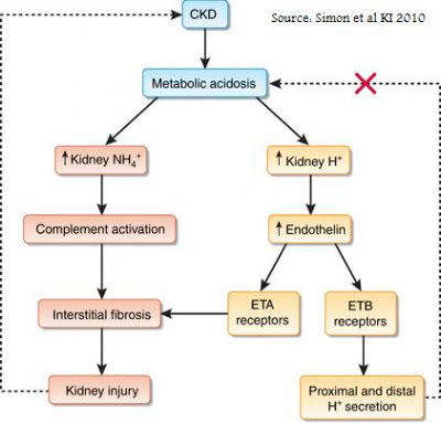 Nephrology World: Growing evidence for treating metabolic acidosis to ...