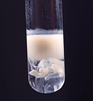 Leslie Manrique: Silver is Element # 47