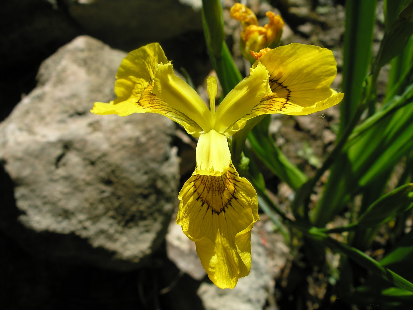 FLORA CAMPO DE MONTIEL Y ALREDEDORES: LIRIO AMARILLO