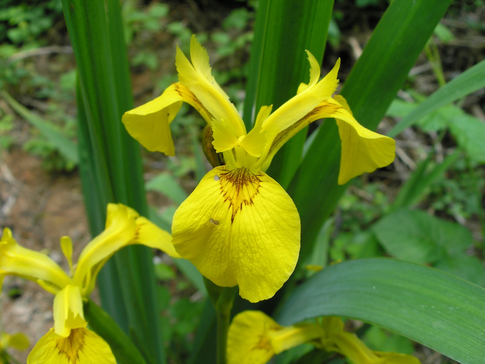 FLORA CAMPO DE MONTIEL Y ALREDEDORES: LIRIO AMARILLO