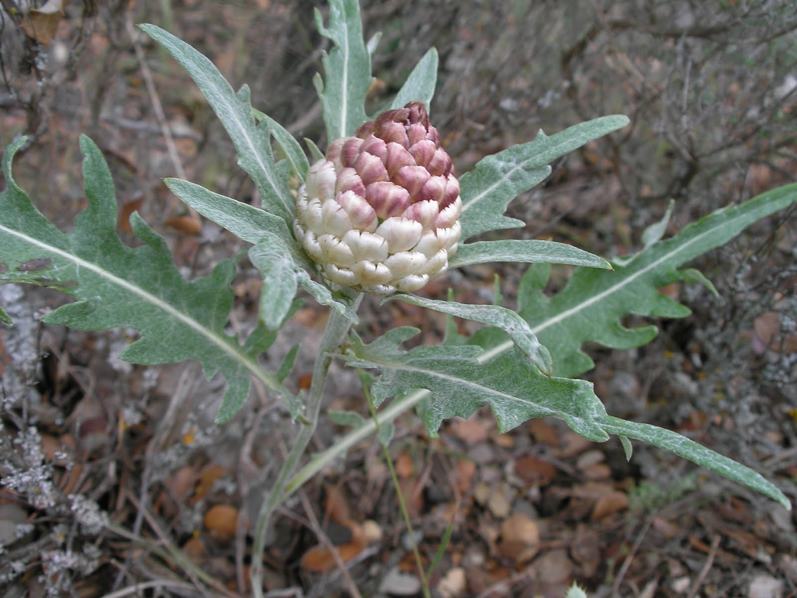 FLORA CAMPO DE MONTIEL Y ALREDEDORES: CUCHARA DE PASTOR, ALCACHOFILLA ...