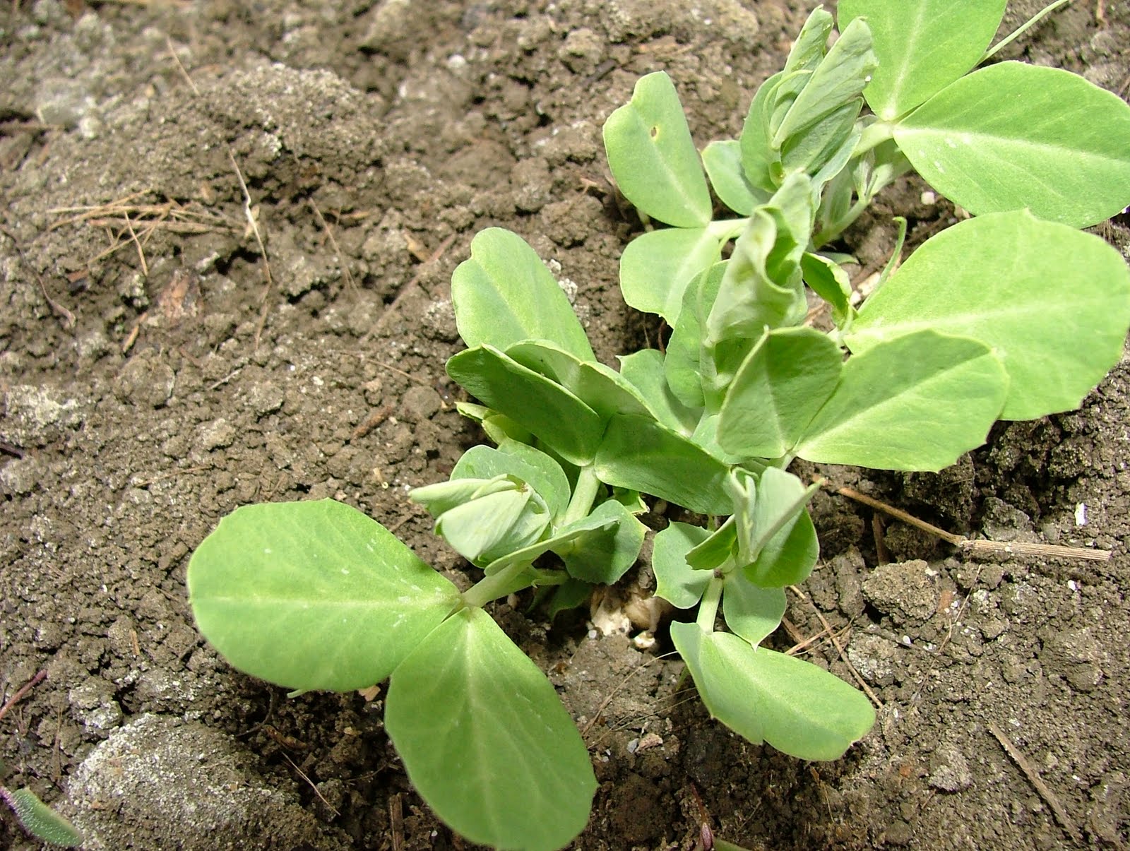 Fat Rooster Farm News: Tendril