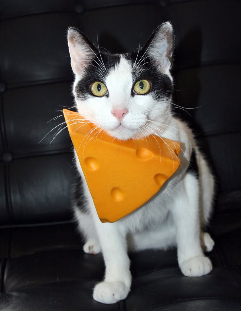 Daisy the Curly Cat: Cheesehead