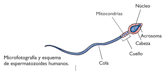 locos por biología!!: estructuras que componen al espermatozoide