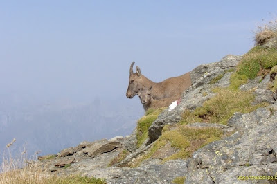 Vacanze a Colico: Escursione al Monte Legnone