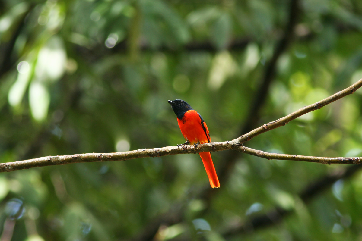 Unravel: Scarlet Minivet