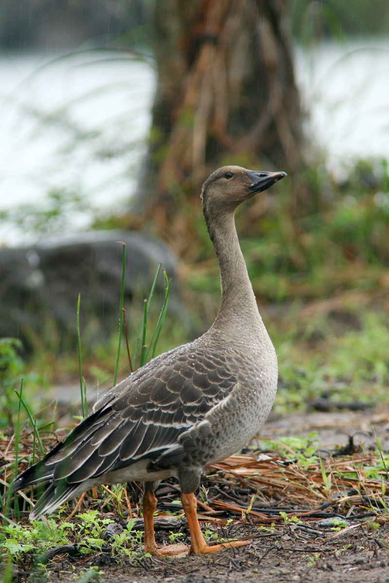 Unravel: Goose in the Rain