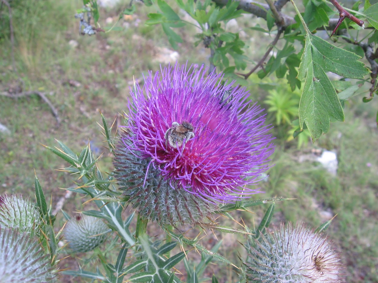 From Obalj to London