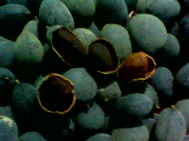 CV.Sarana Nusantara: BUAH ASAM KRANJI