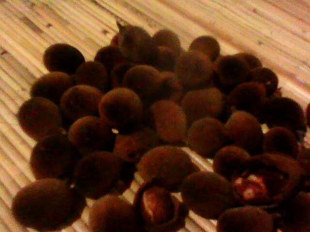 CV.Sarana Nusantara: BUAH ASAM KRANJI