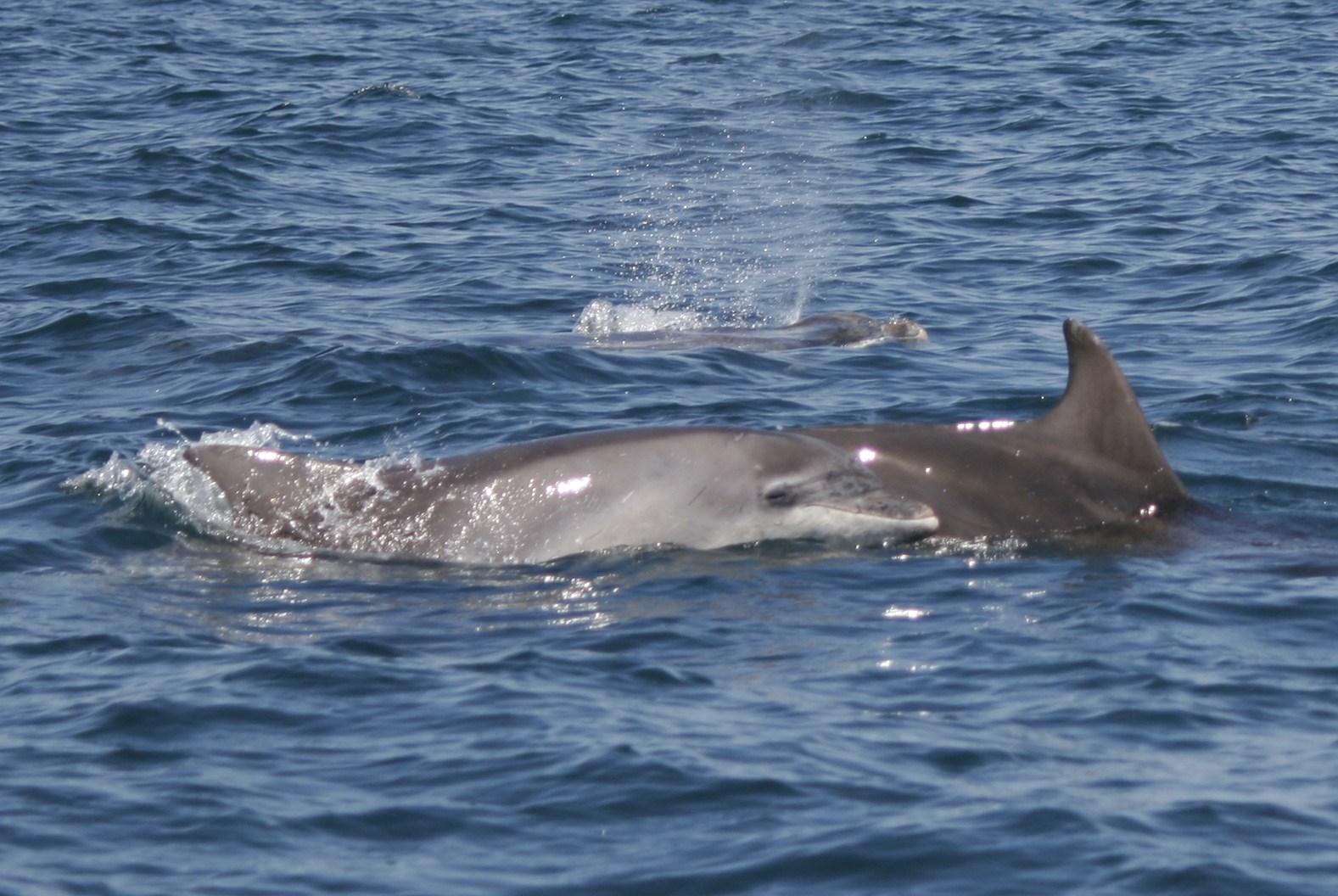Dolphins and Wales: The worlds biggest dolphins!