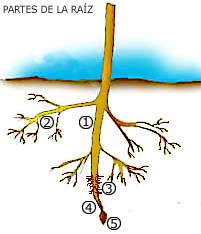 Las Plantas: Partes de la planta: Raíz