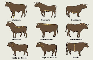 Ganaderia de Lidia: Tipos de Toro