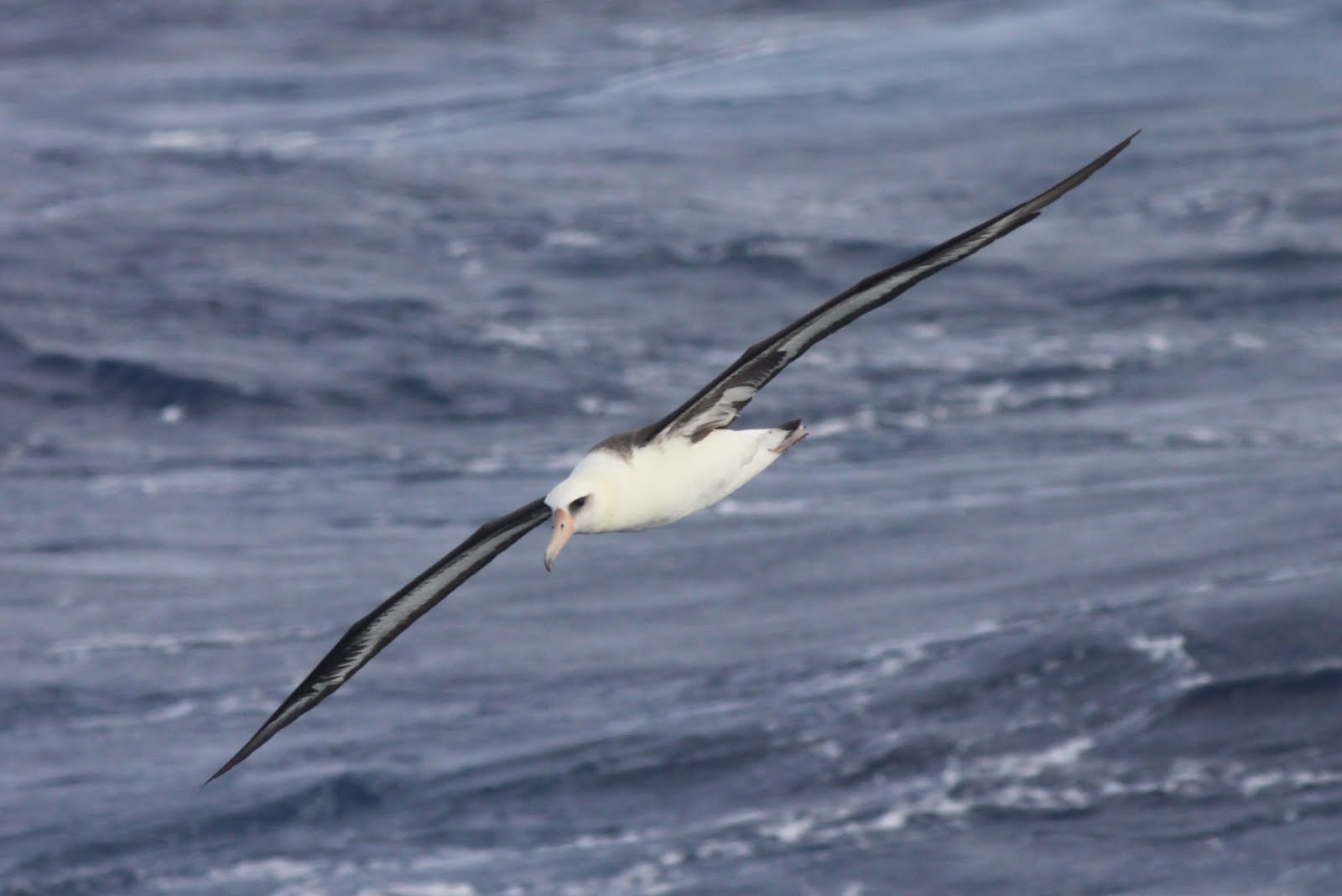 JM's Pacific journey....: More Albatrosses of the North Pacific