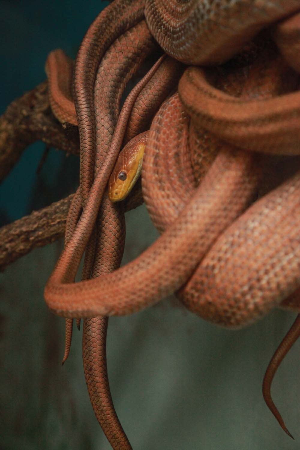 Liana Shoots Elephants!: Snake Farm!