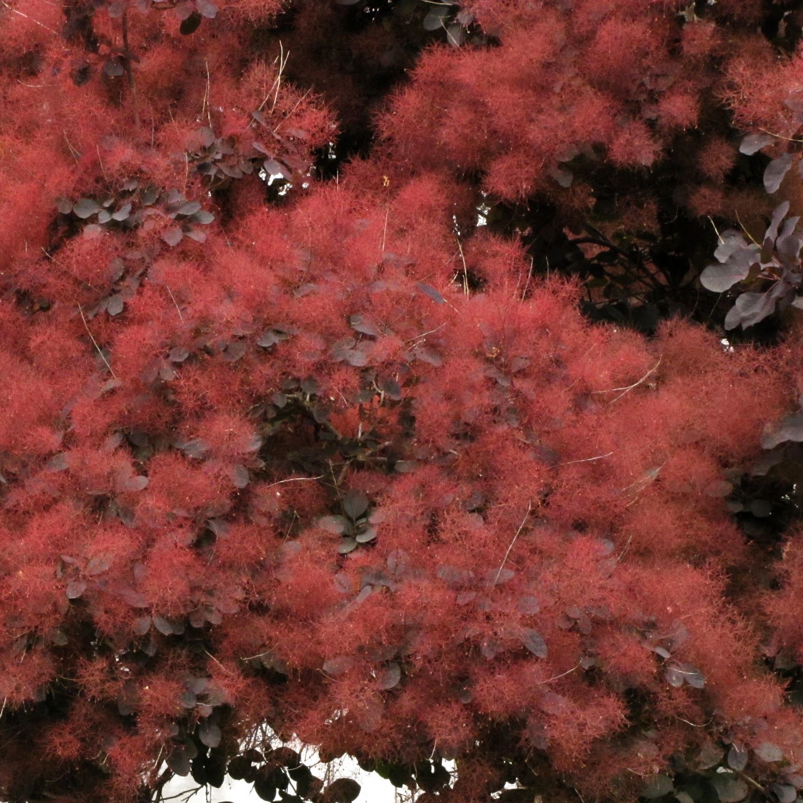 1000+ images about Spring Reds on Pinterest | Creeping phlox, Dogwood ...