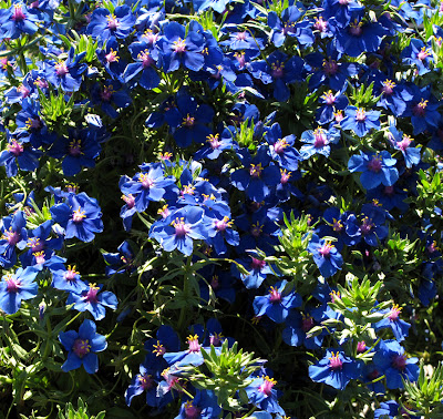 InterLeafings : From Anagallis to Zaluzianskya at Annie's Annuals