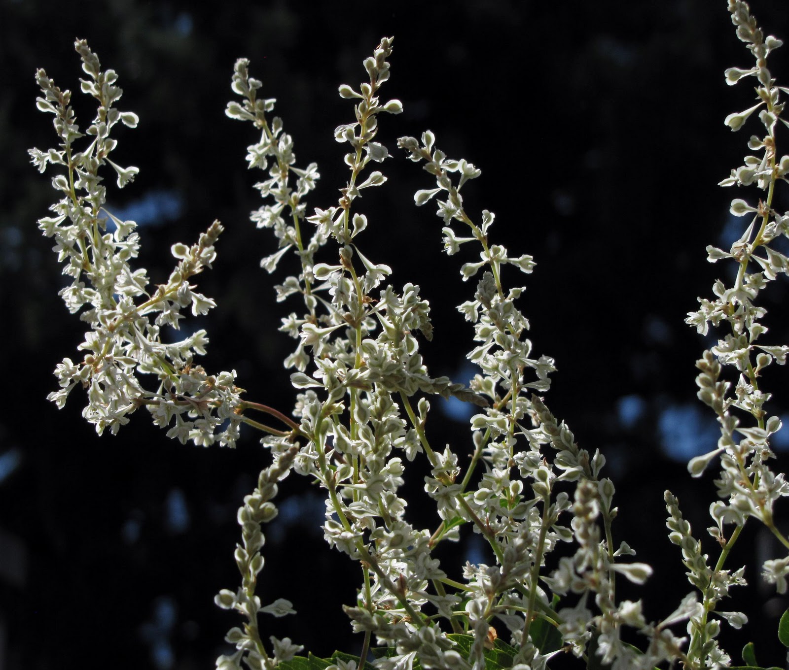 plant archive, la/hort 4910: Polygonum aubertii, Silver Lace Vine