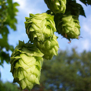Ales to Lagers: Hop of the Week: Santiam