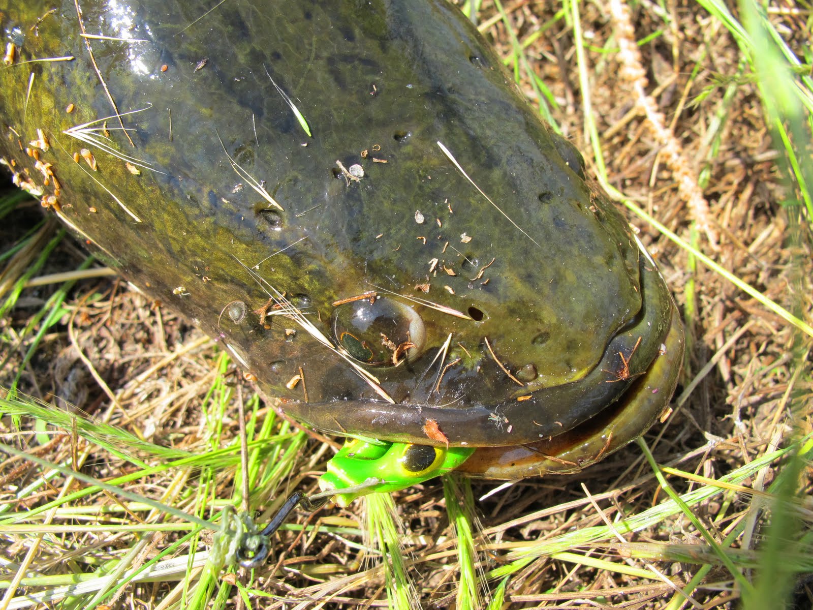 Tackle Source: FISHING IN JAPAN - FRESHWATER