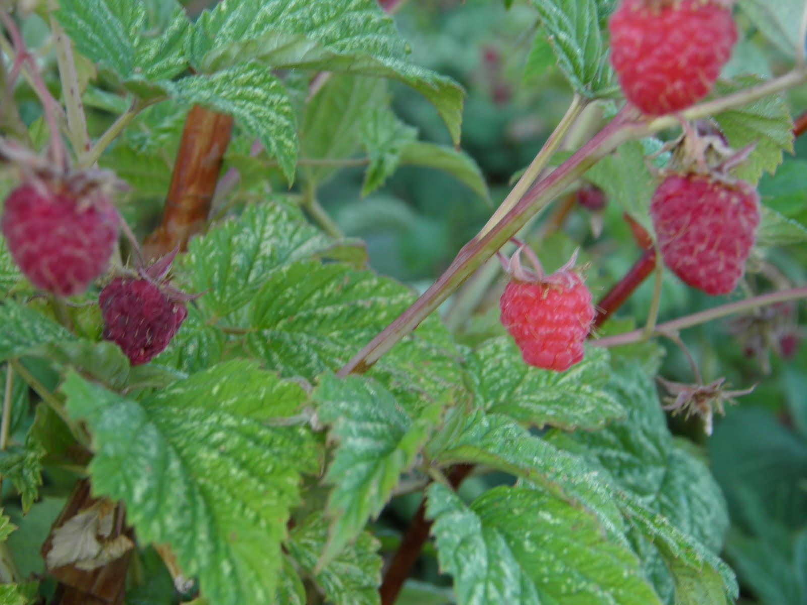 Bear Lake Eborns: Famous Bear Lake Raspberries