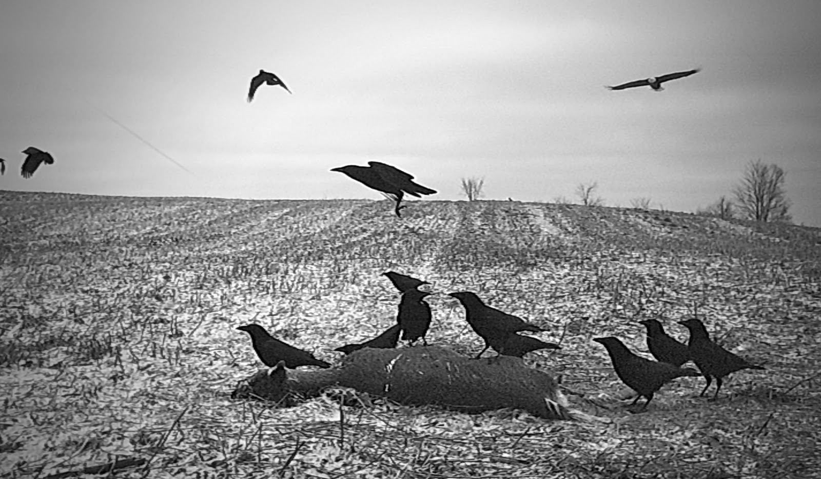 NHS Digital Photography: The Crow and Eagle