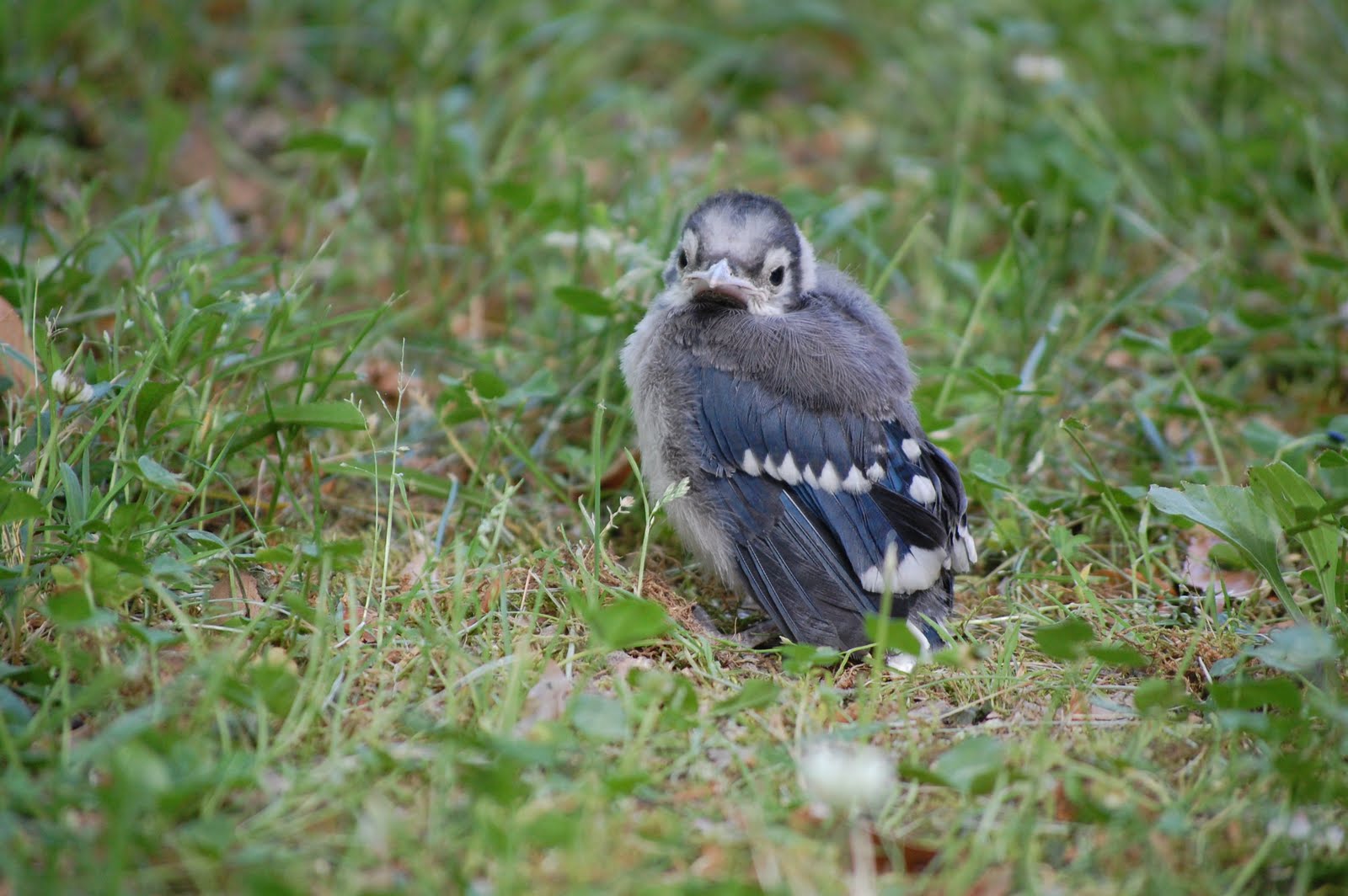 Wrensday: Hello Baby Jay