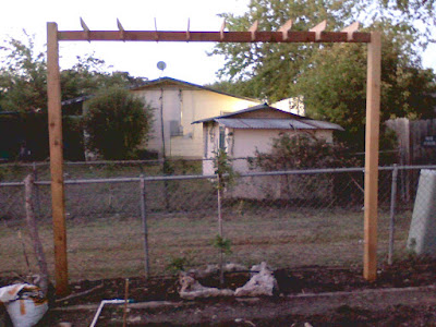 William Caldera: Espalier Trellis - Finished For Now