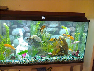 Nadadores expertos: Mantenimiento de pecera...