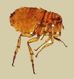 Ensino de Matemática : Pulgas Características, ciclo de vida e ameaças ...