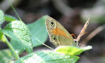 Bamberger Ranch Journal: Butterflies of Selah in spring (A. Fulton)