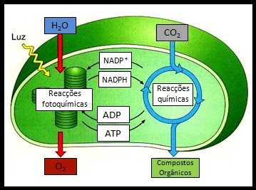 Bio Pensamentos: Fotossíntese e as suas fases