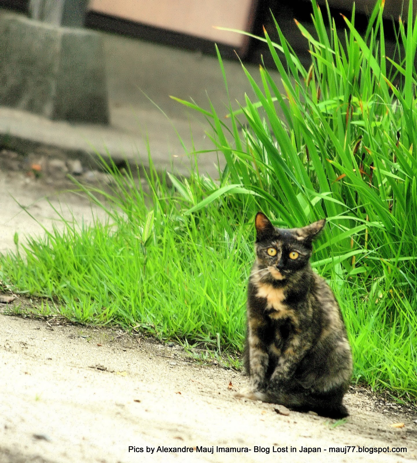 Japão em Fotos - Japan in Pictures: Ele Mora no Templo! The Shinto ...