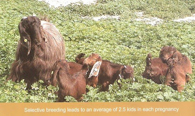 Cyprus Shami (Damascus) Goats: Brochures On Cyprus Shami Goats