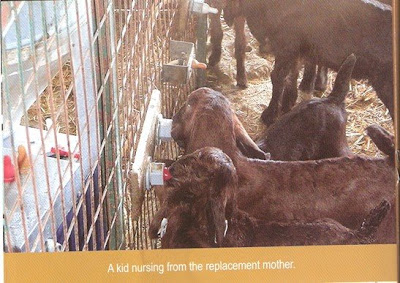 Cyprus Shami (Damascus) Goats: Brochures On Cyprus Shami Goats