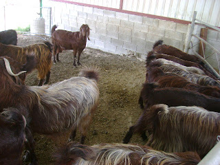 Cyprus Shami (Damascus) Goats