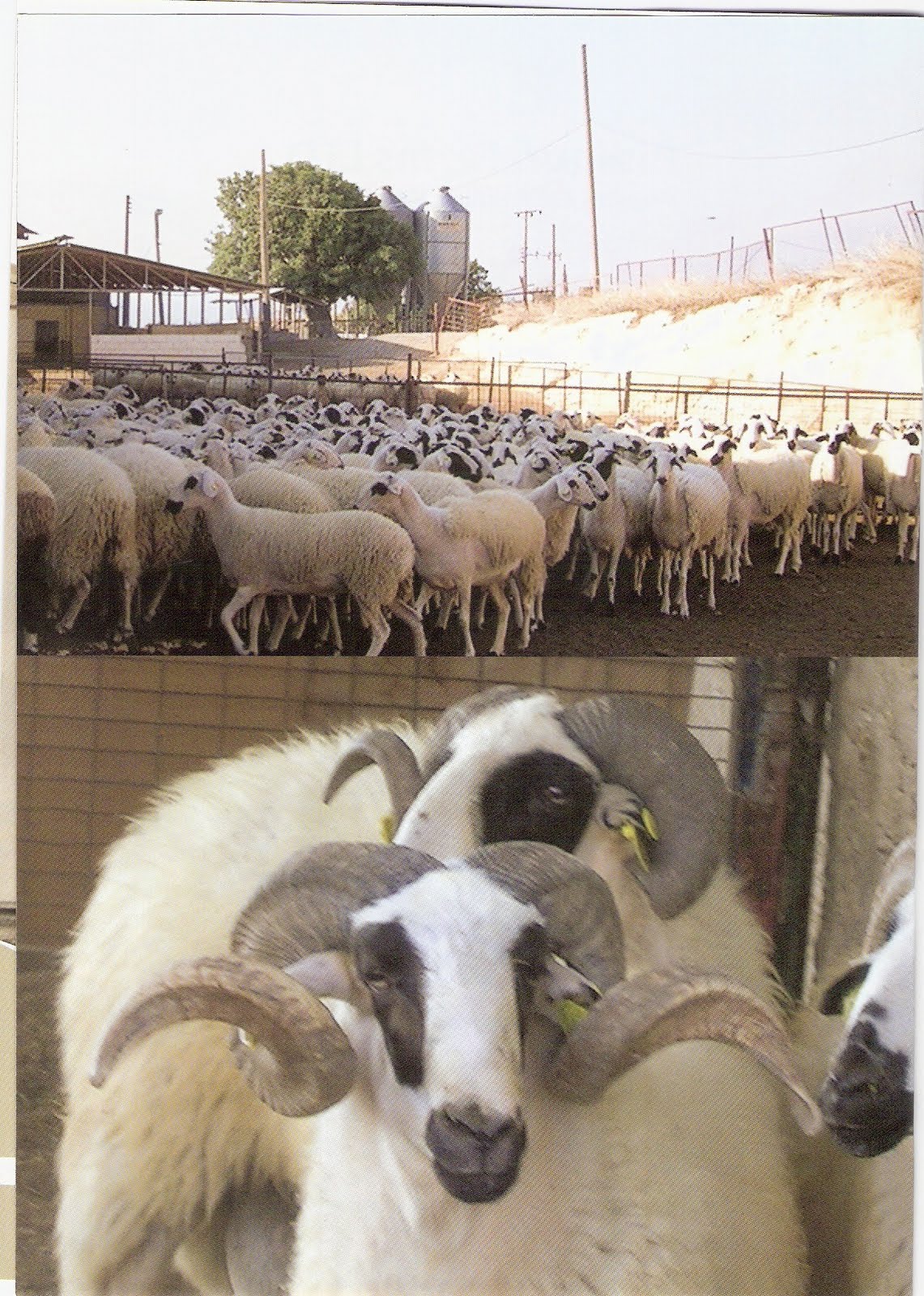 Cyprus Shami (Damascus) Goats: CHIO SHEEP -A DUAL PURPOSE SHEEP