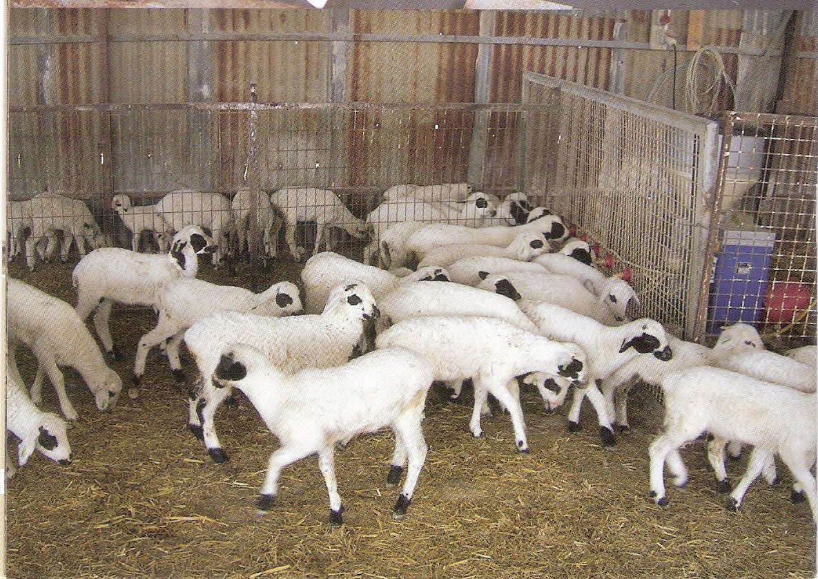 Cyprus Shami (Damascus) Goats: CHIO SHEEP -A DUAL PURPOSE SHEEP