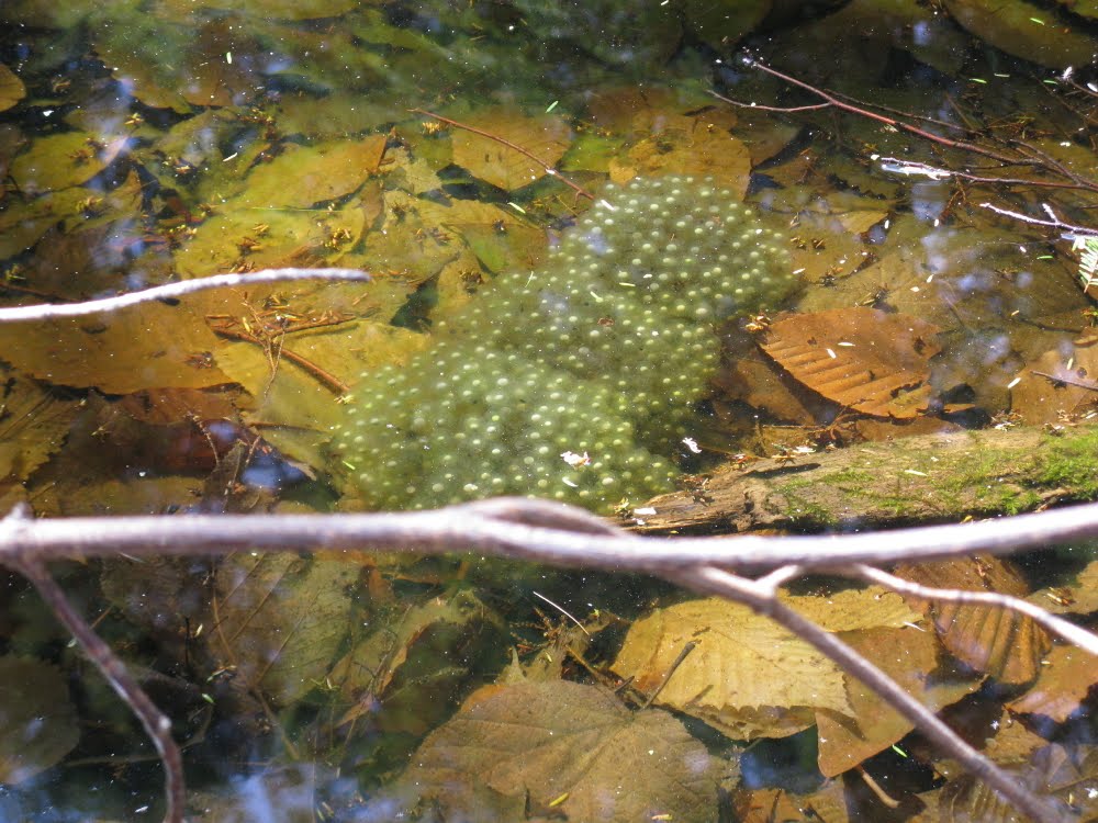 Little House on a Hillside: Vernal pools, egg clusters and trillium